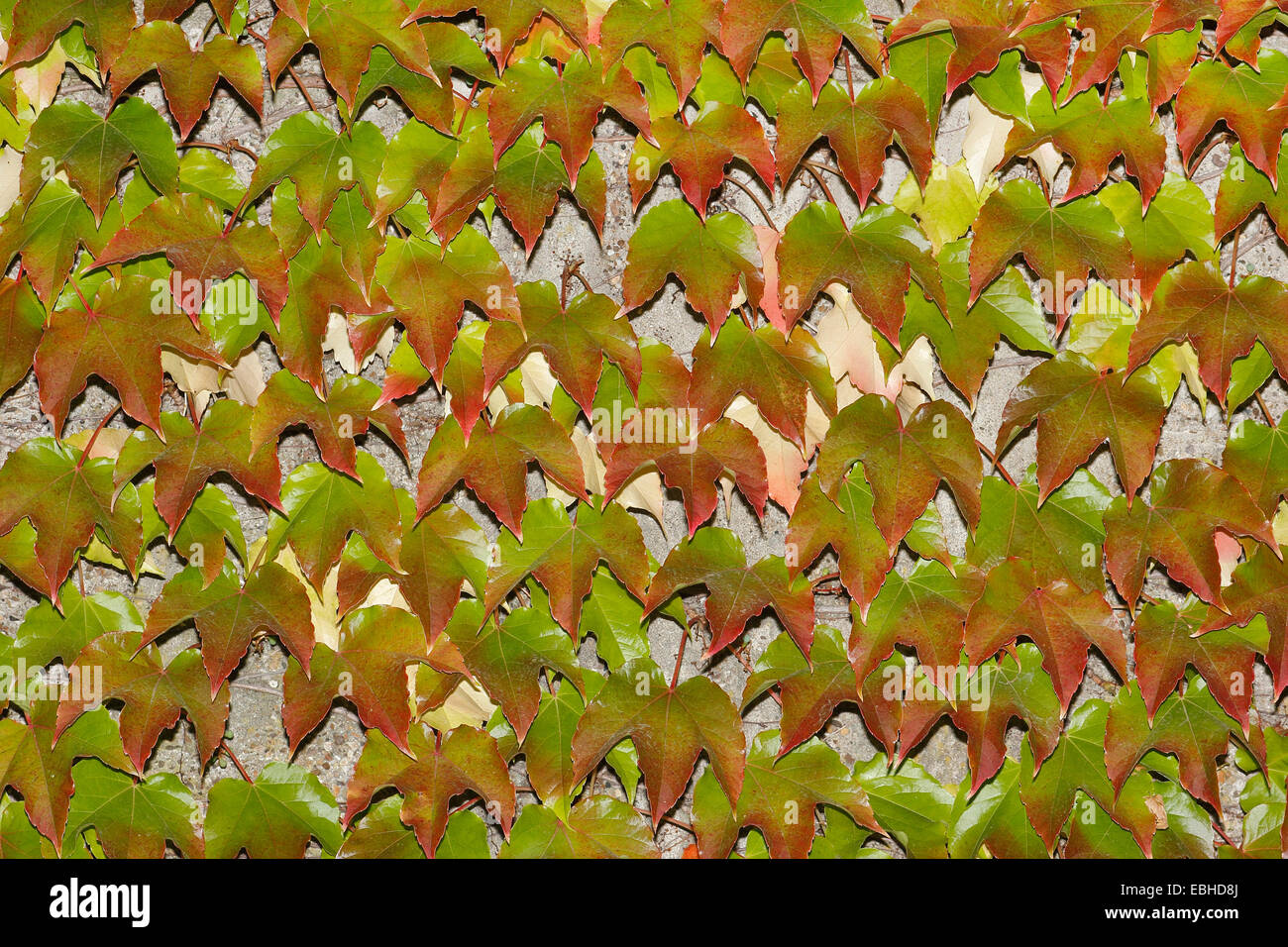 Boston ivy, Japanese creeper (Parthenocissus tricuspidata), with ...