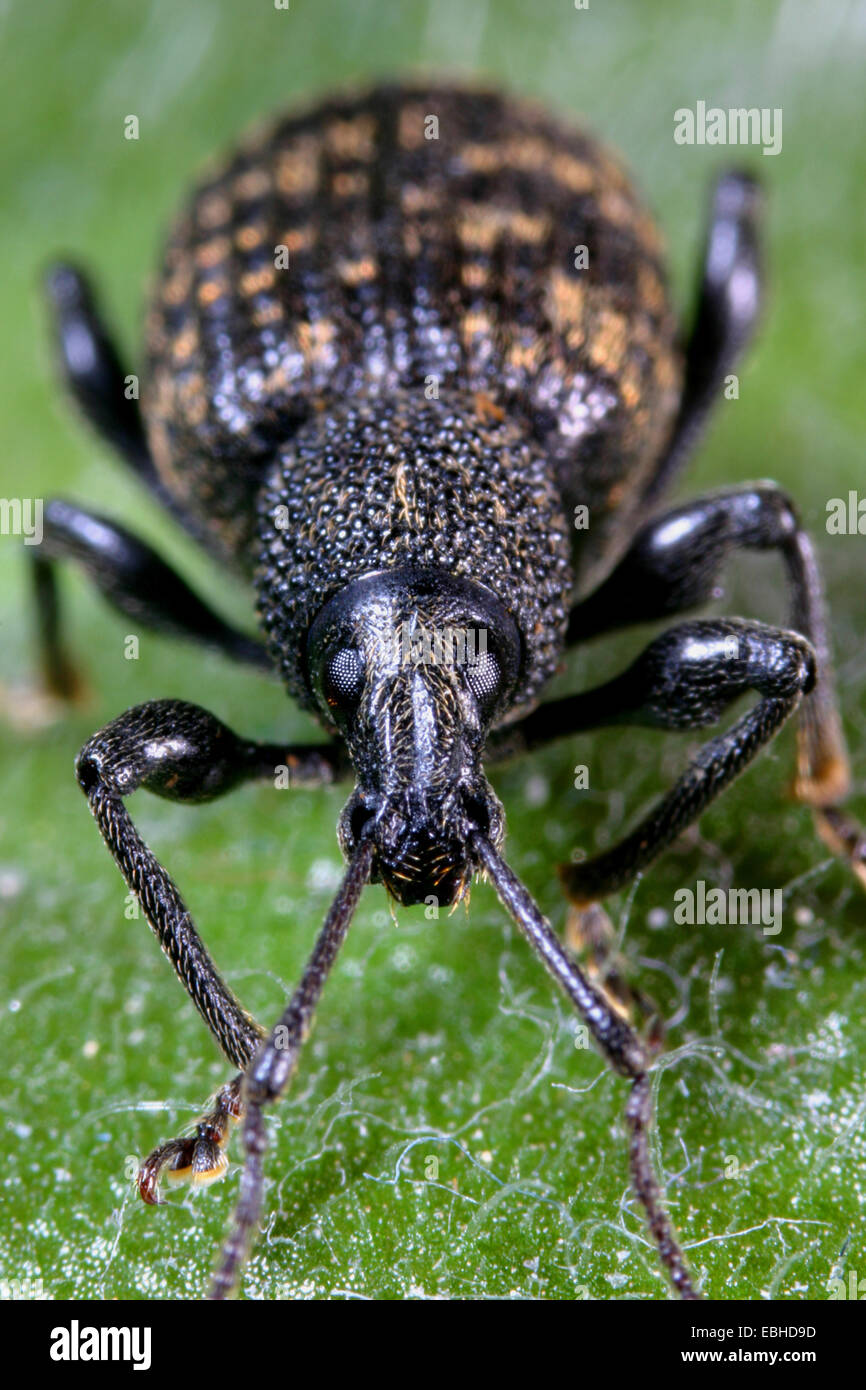 Black vine weevil insect hi-res stock photography and images - Alamy