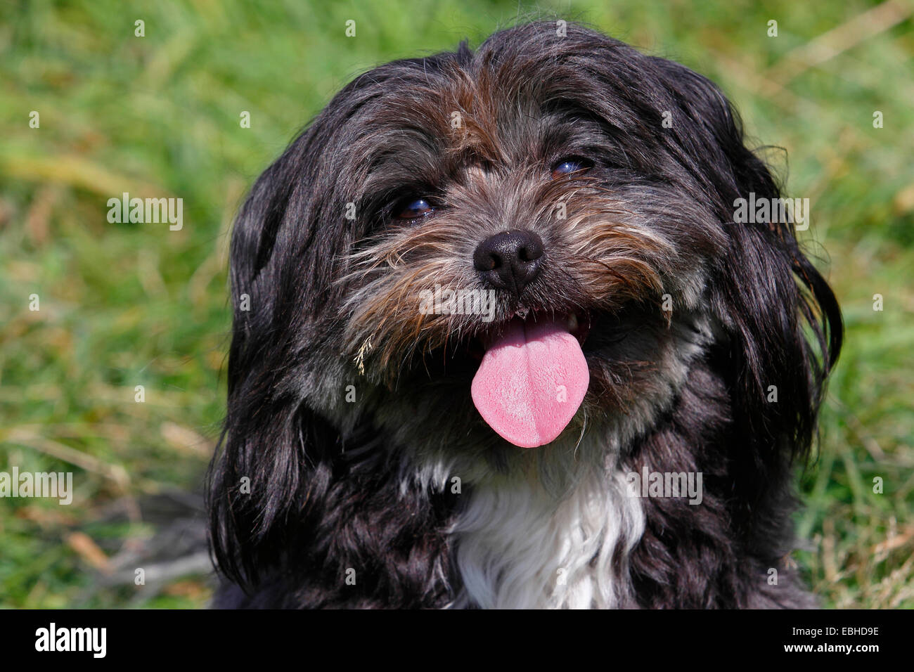 Bolonka hi-res stock photography and images - Alamy
