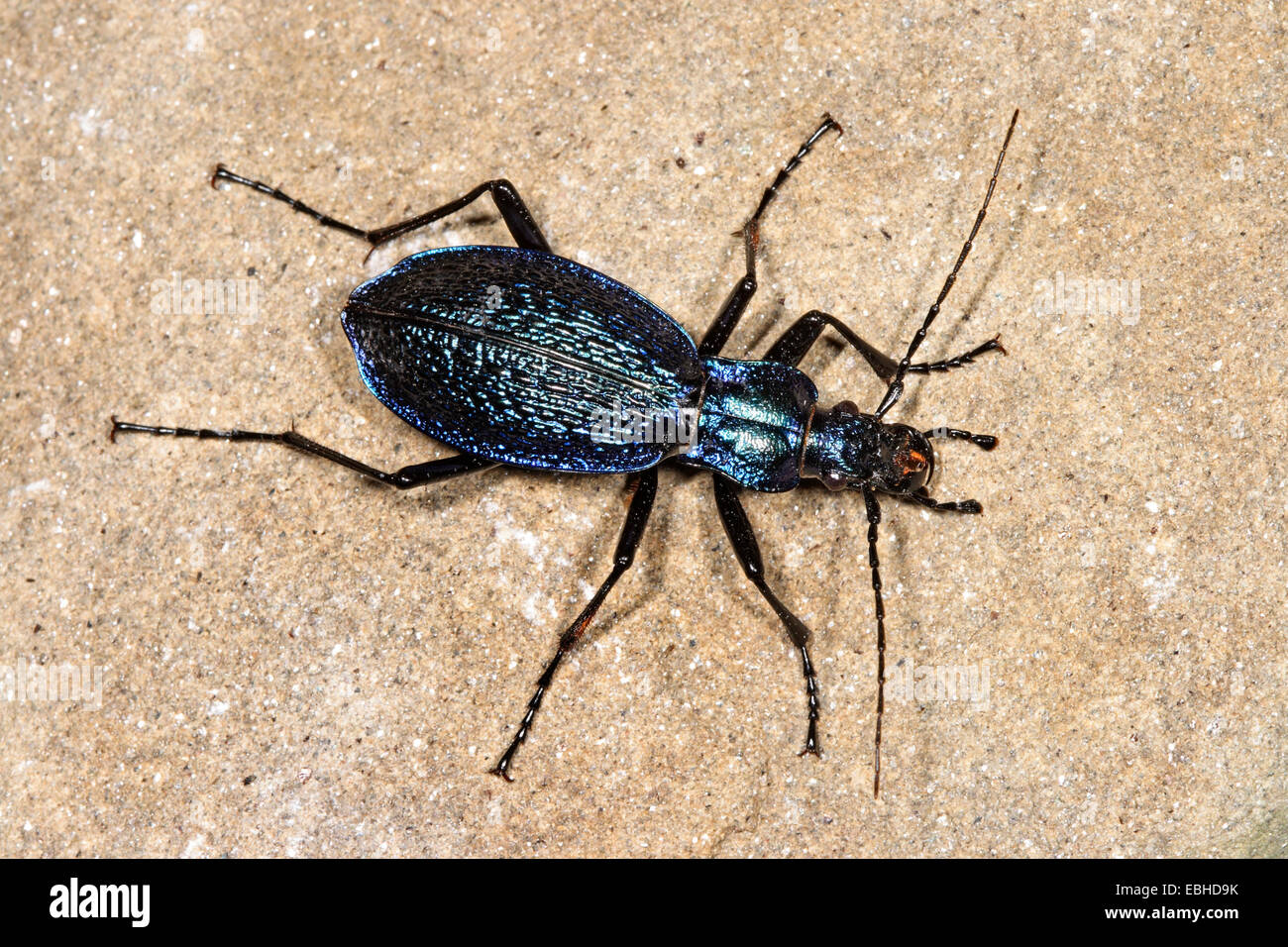 blue ground beetle, darkblue ground beetle (Carabus intricatus), on the ...