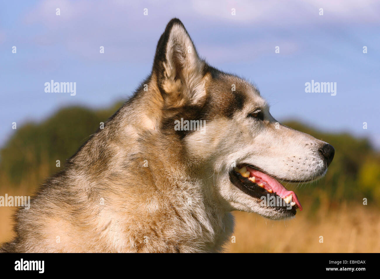Siberian Husky (Canis lupus f. familiaris), portrait of a four years ...