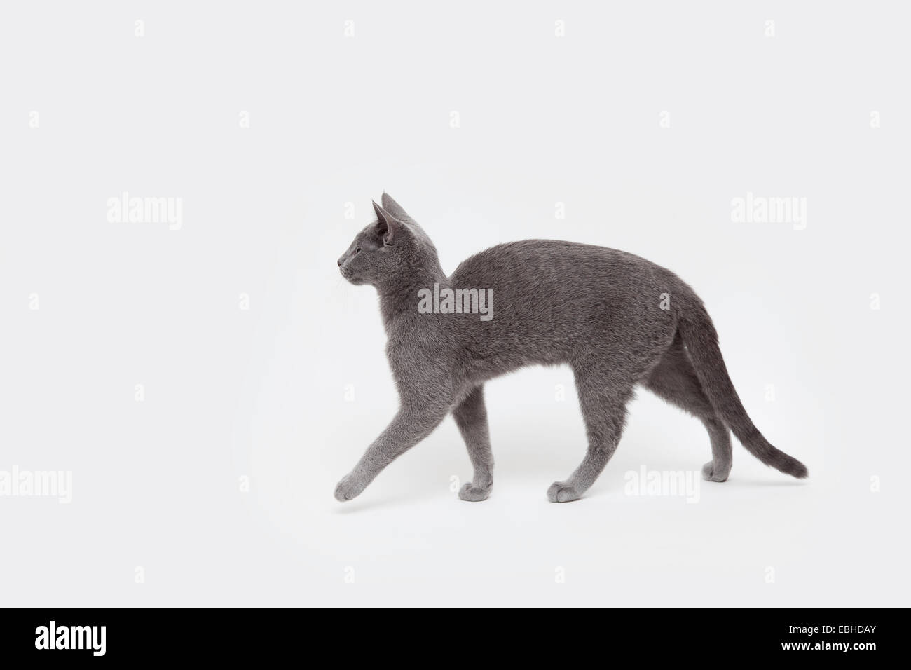 Side view studio shot of alert russian blue kitten Stock Photo - Alamy