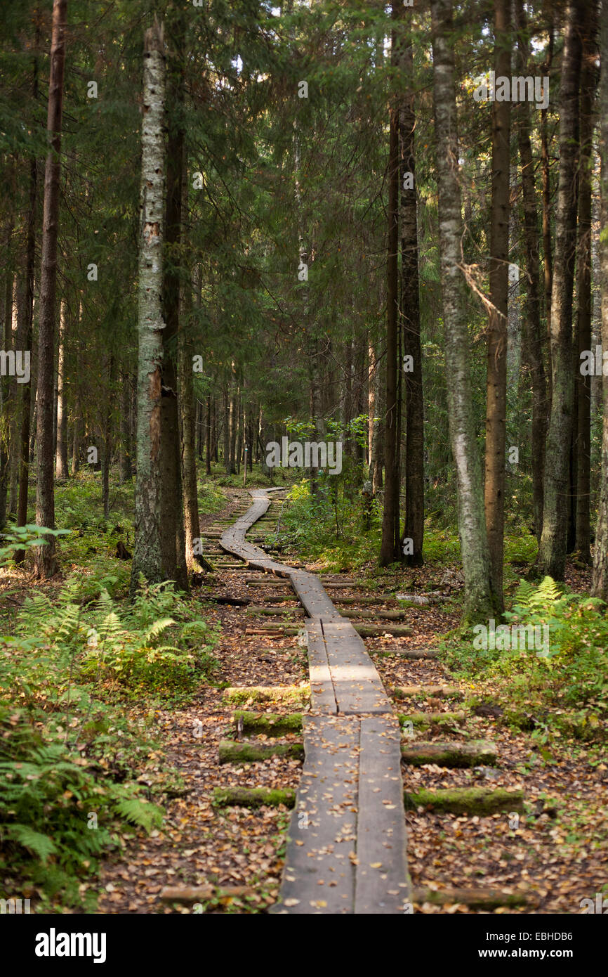 Pathway through forest, Helsinki, Finland Stock Photo - Alamy