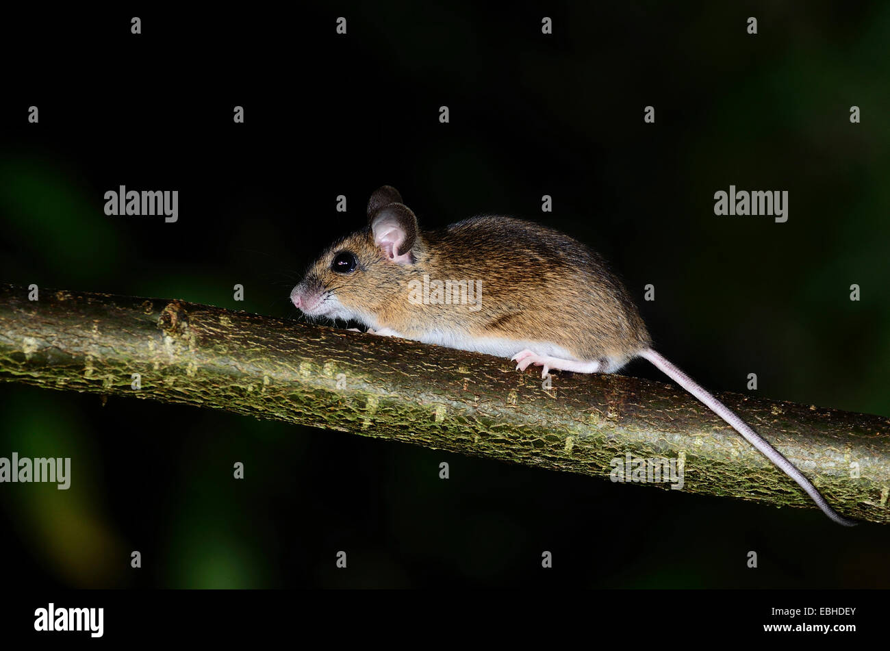 A wild woodmouse mouse on a branch Dorset UK Stock Photo - Alamy