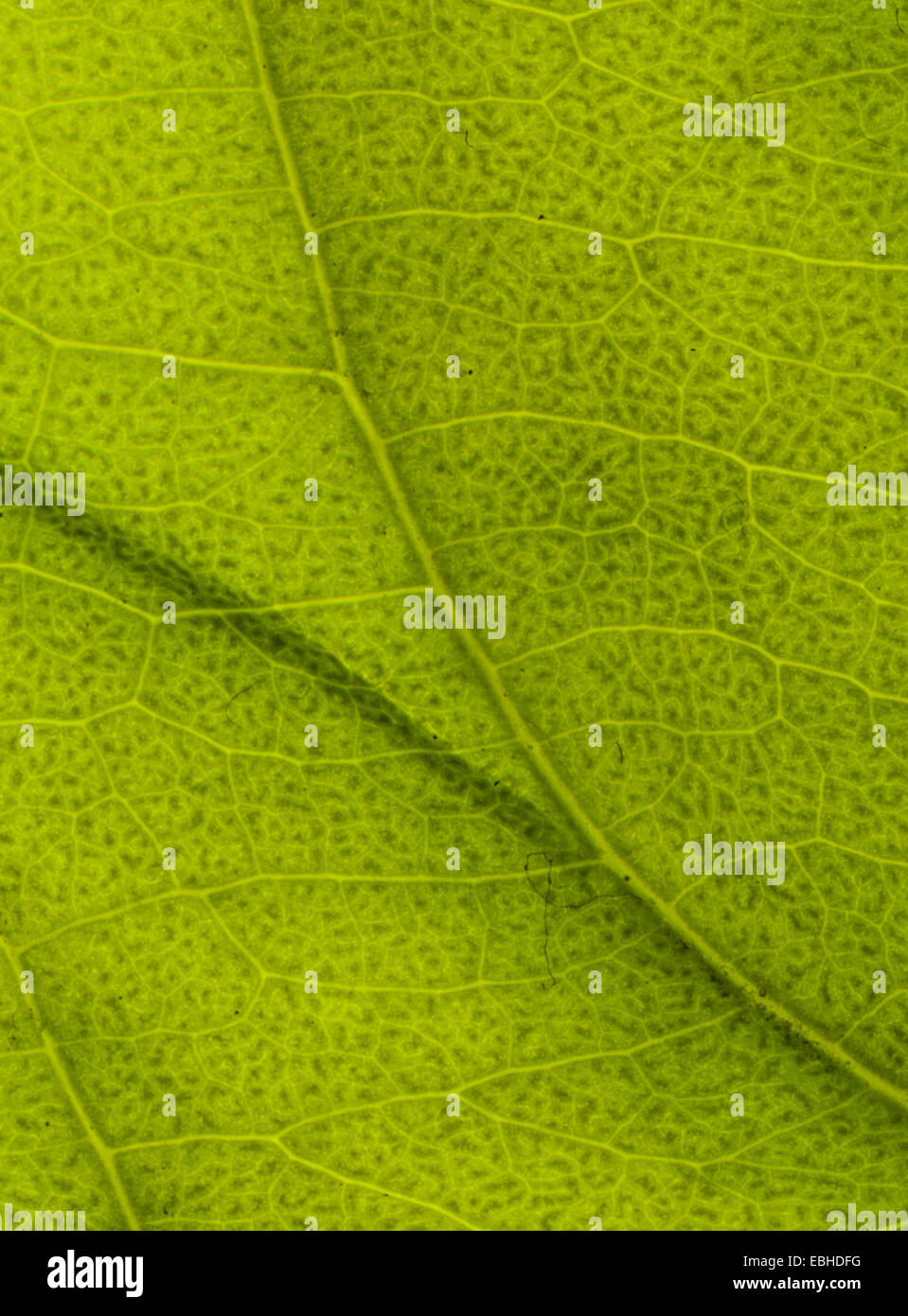 Leaf surface hi-res stock photography and images - Alamy