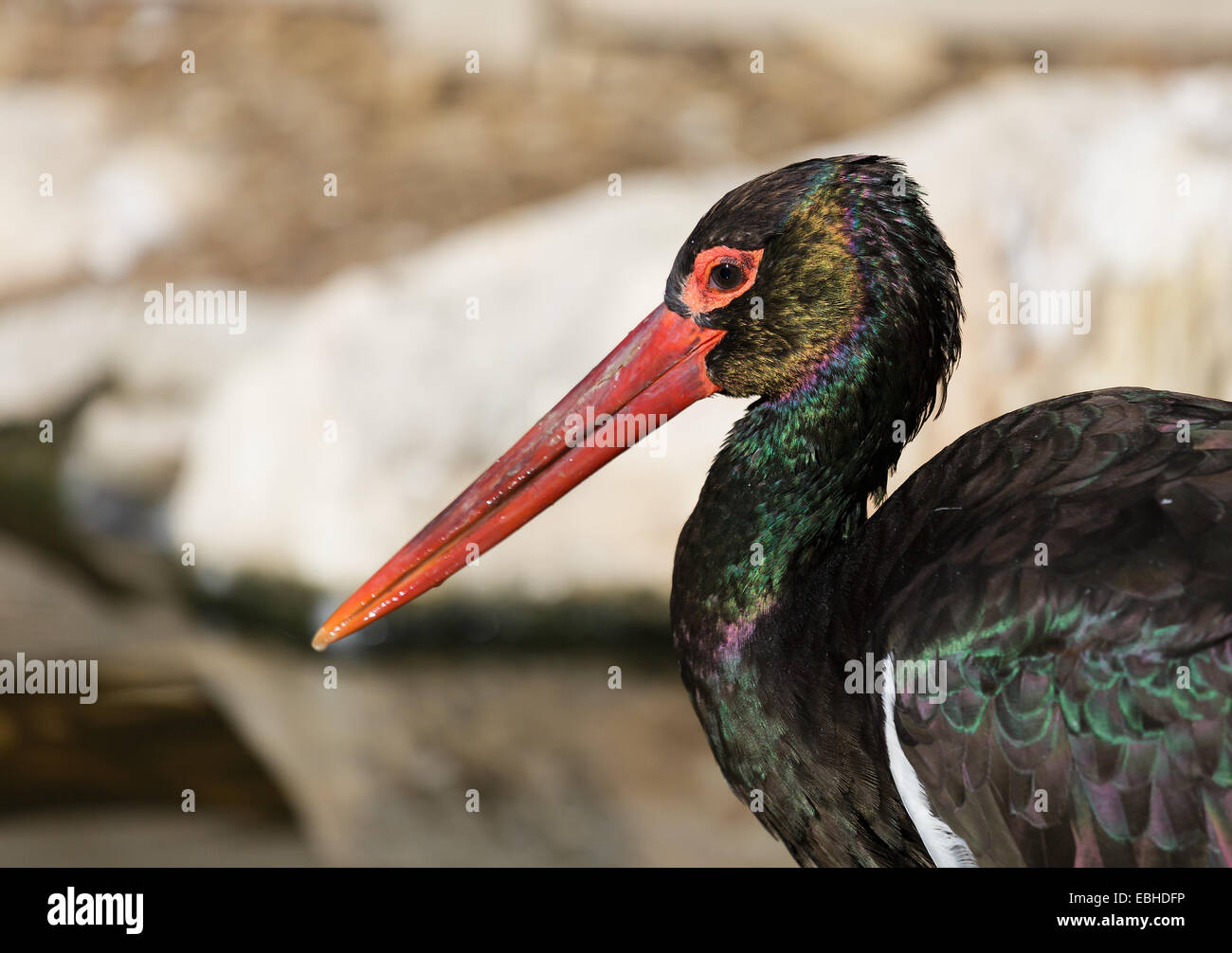 Black stork in nature hi-res stock photography and images - Alamy