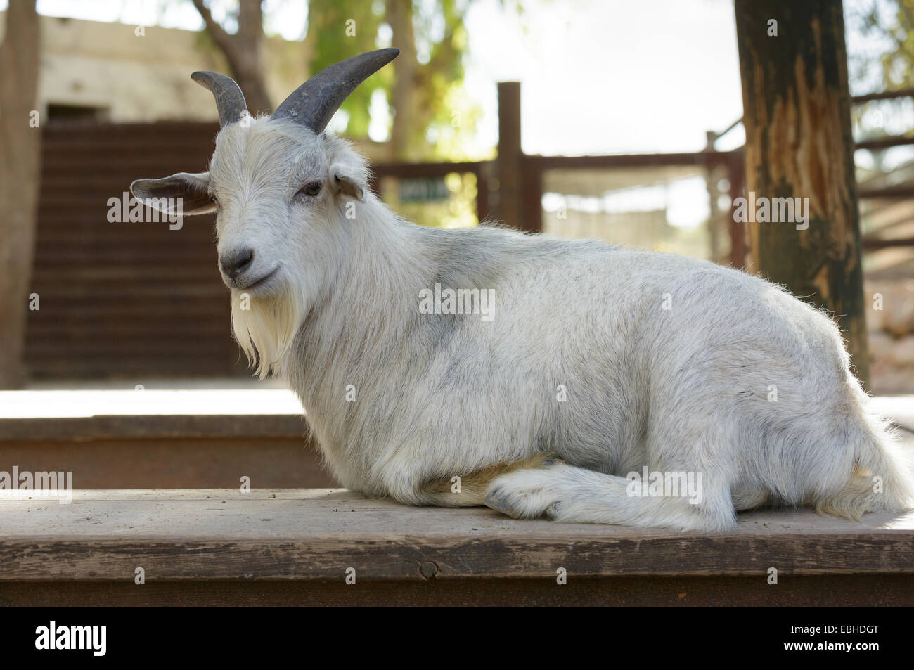 Goat log hi-res stock photography and images - Alamy