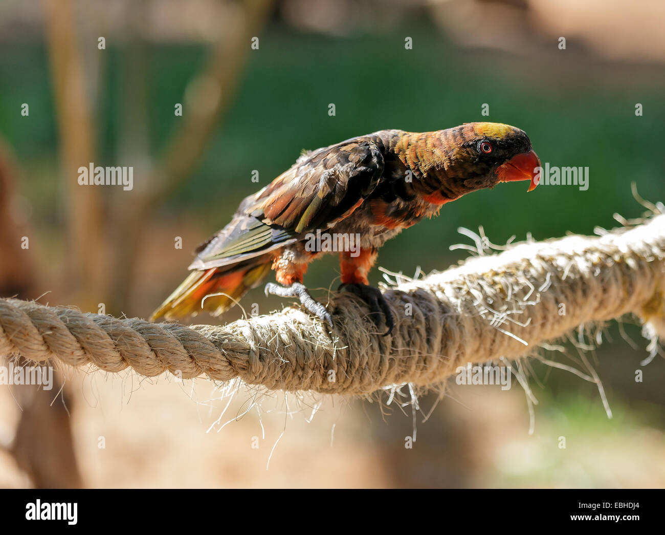 Sitting on the rope hi-res stock photography and images - Alamy