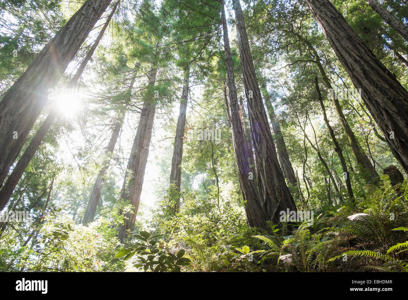 Redwood trees in muir woods hi-res stock photography and images - Alamy