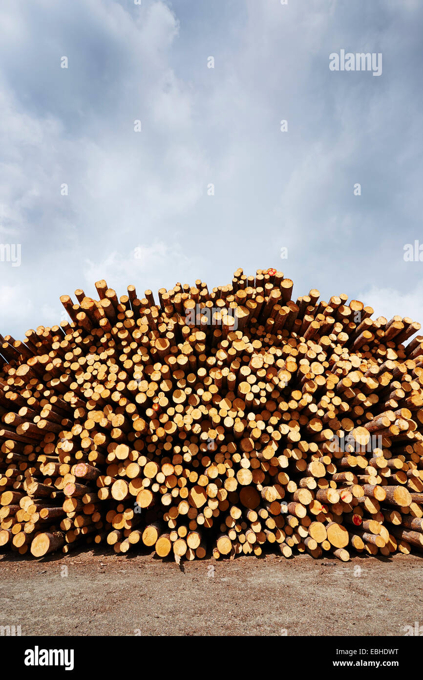 What Is Timber-Yard Meaning at Michael Tanya blog