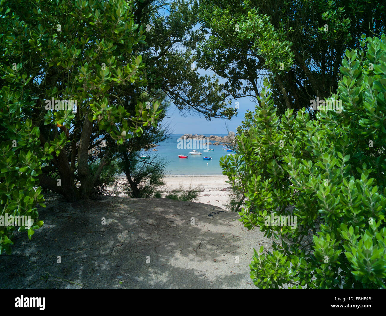 Path through trees to beach hi-res stock photography and images - Alamy