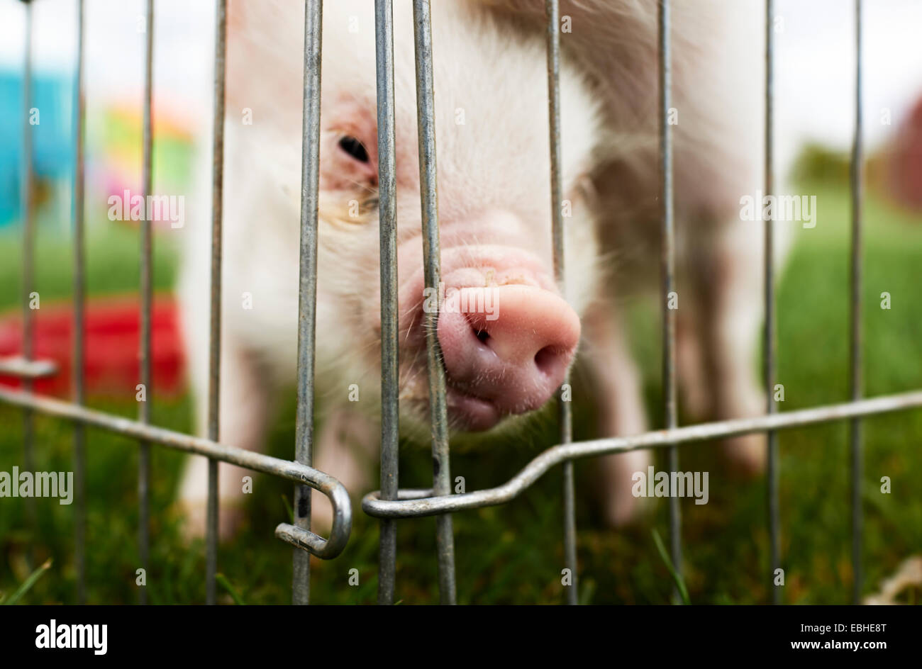 Pig anatomy hi-res stock photography and images - Alamy