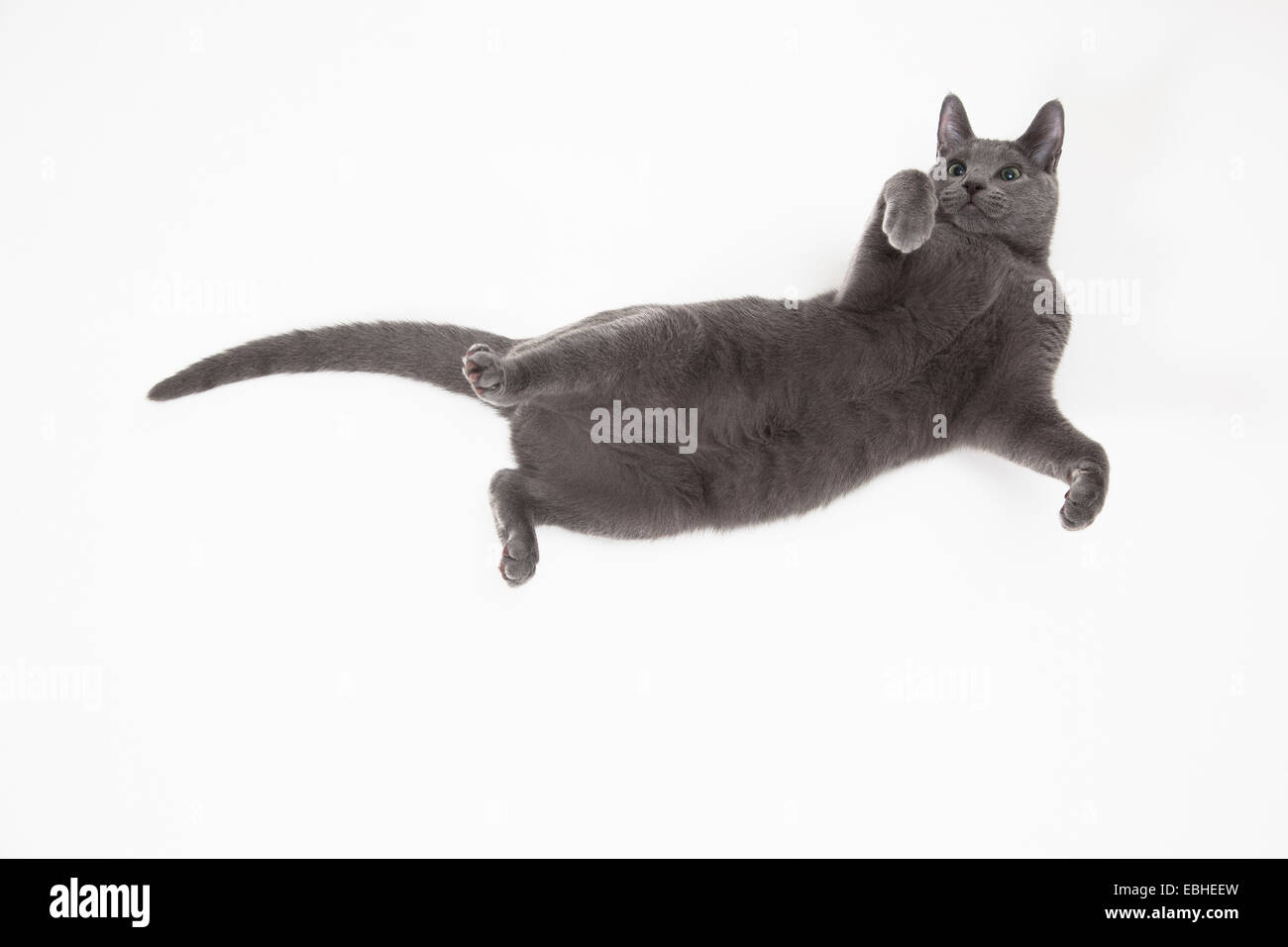 Back cat portrait hi-res stock photography and images - Alamy