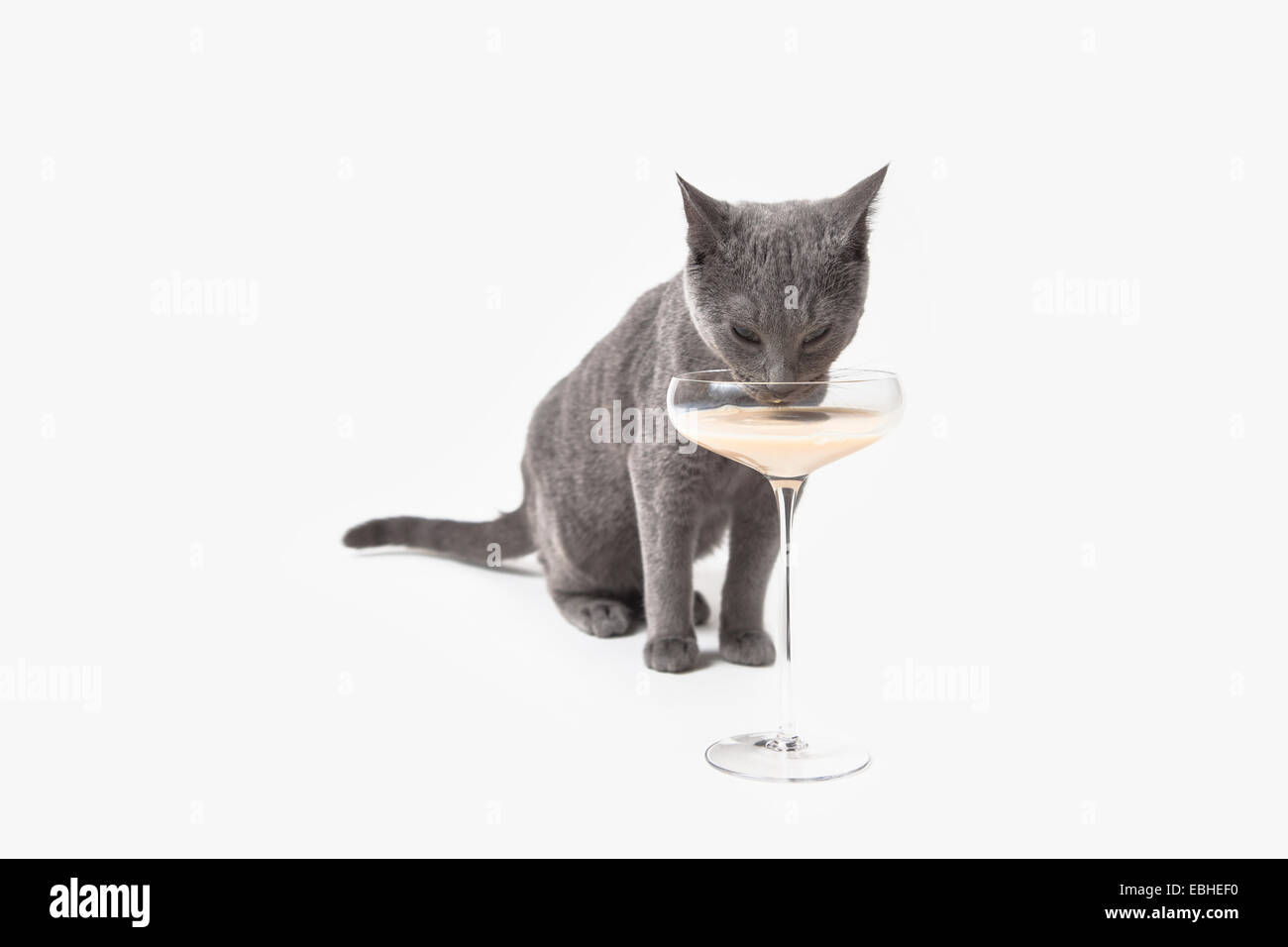 Russian Blue cat drinking from cocktail glass Stock Photo - Alamy
