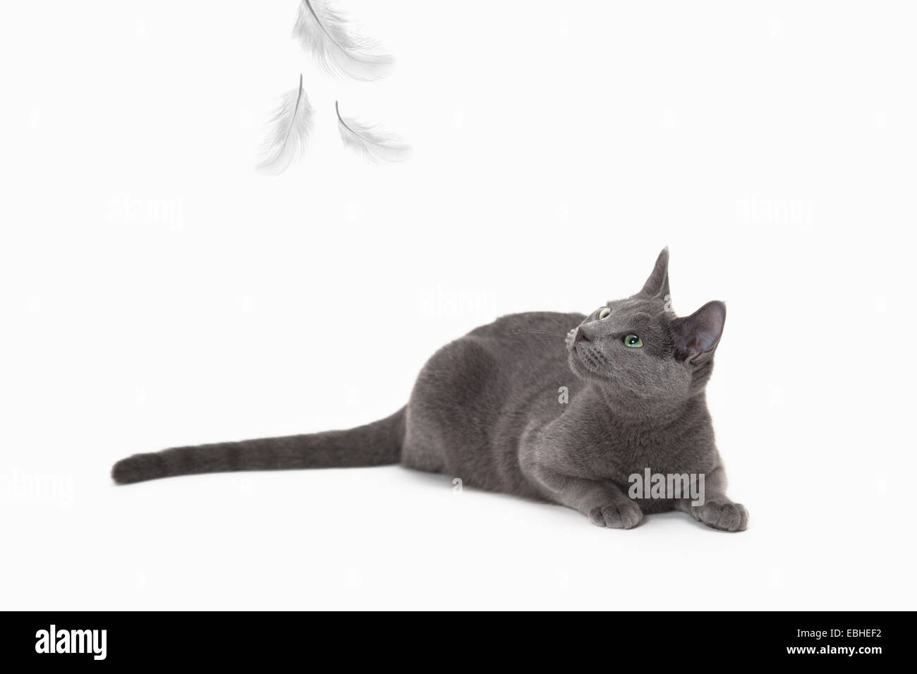 Russian Blue cat crouching, looking up Stock Photo - Alamy