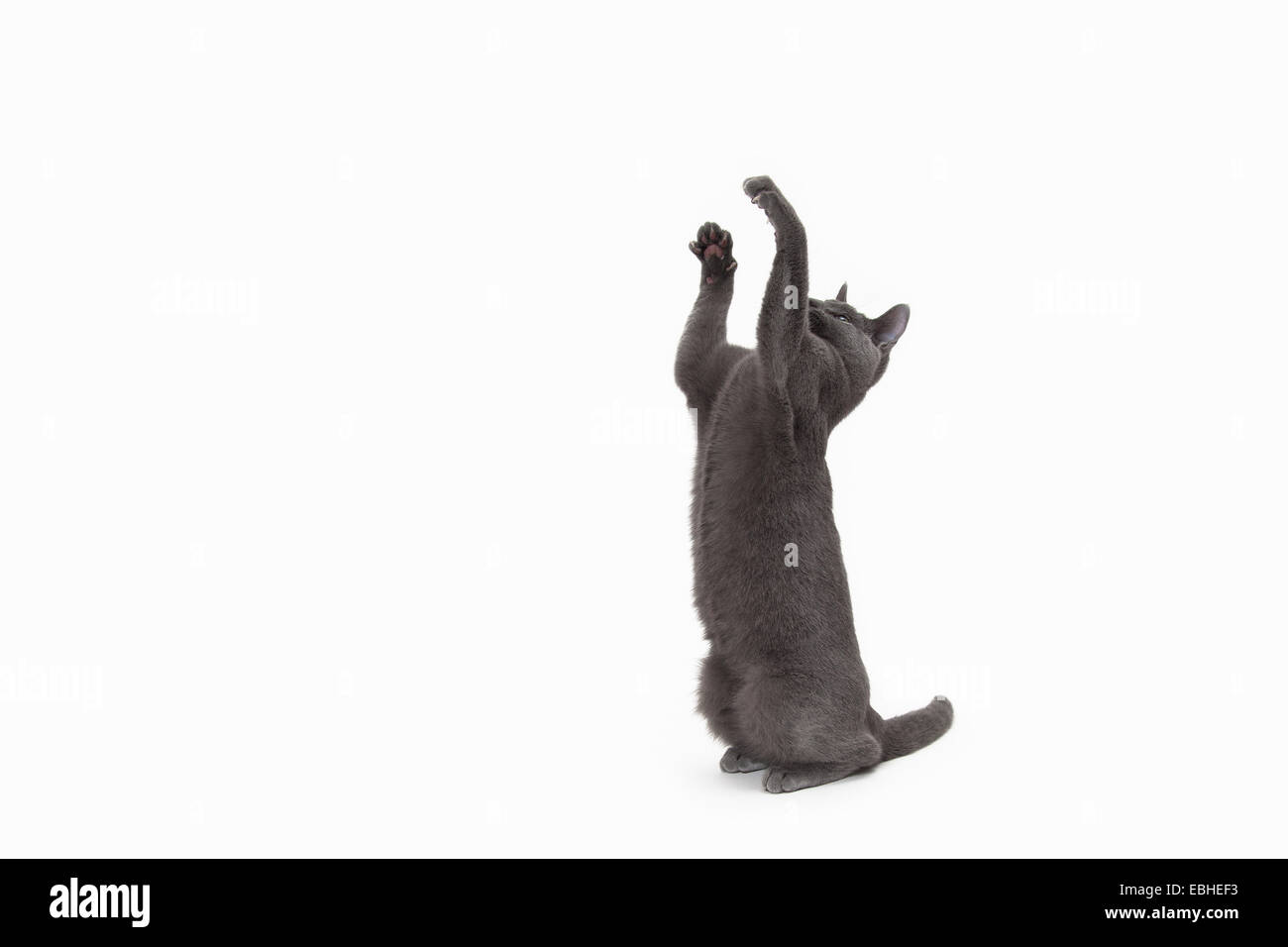 Blue one leg on Cut Out Stock Images & Pictures - Alamy