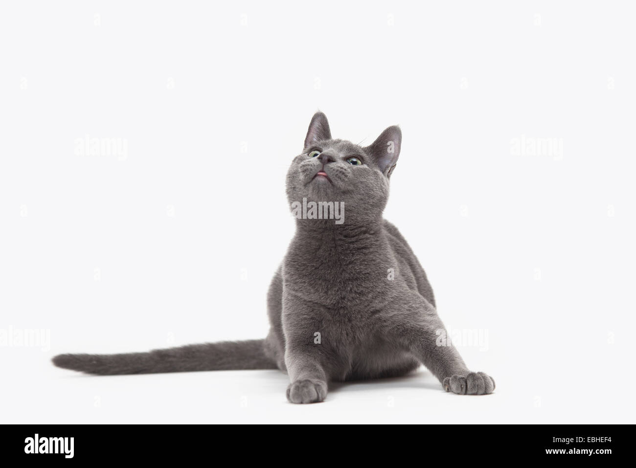 Crouching Cut Out Stock Images & Pictures - Alamy