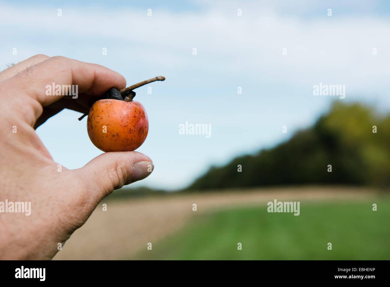 Farmers hand holding up persimmon fruit, Missouri, USA Stock Photo - Alamy