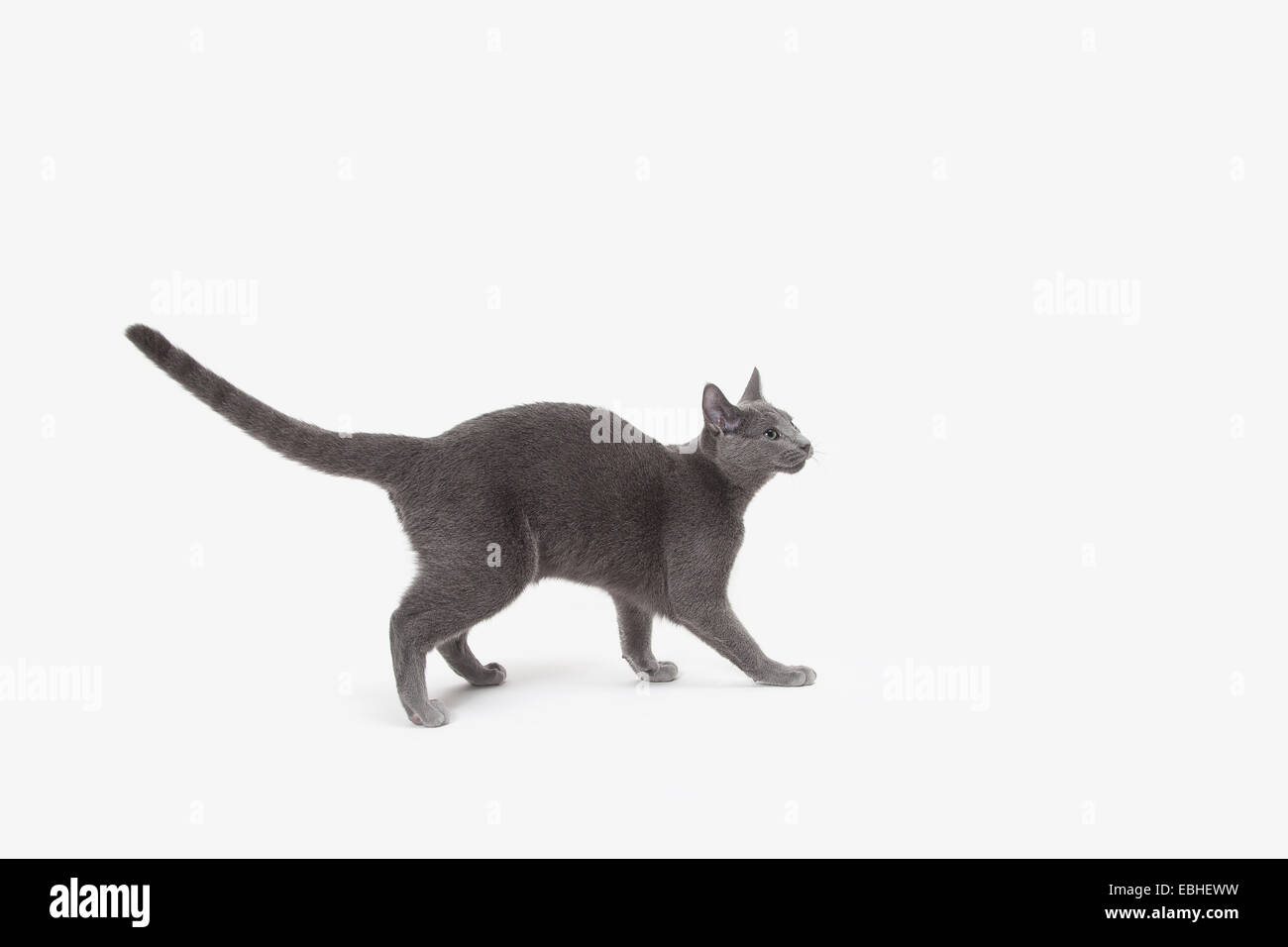 Russian blue cat walking hi-res stock photography and images - Alamy