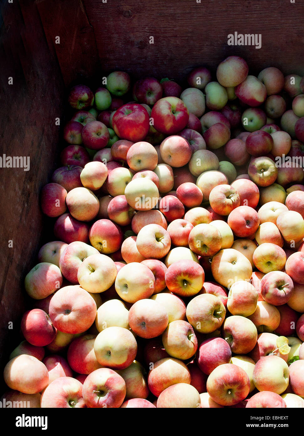 Full box of apples hi-res stock photography and images - Alamy