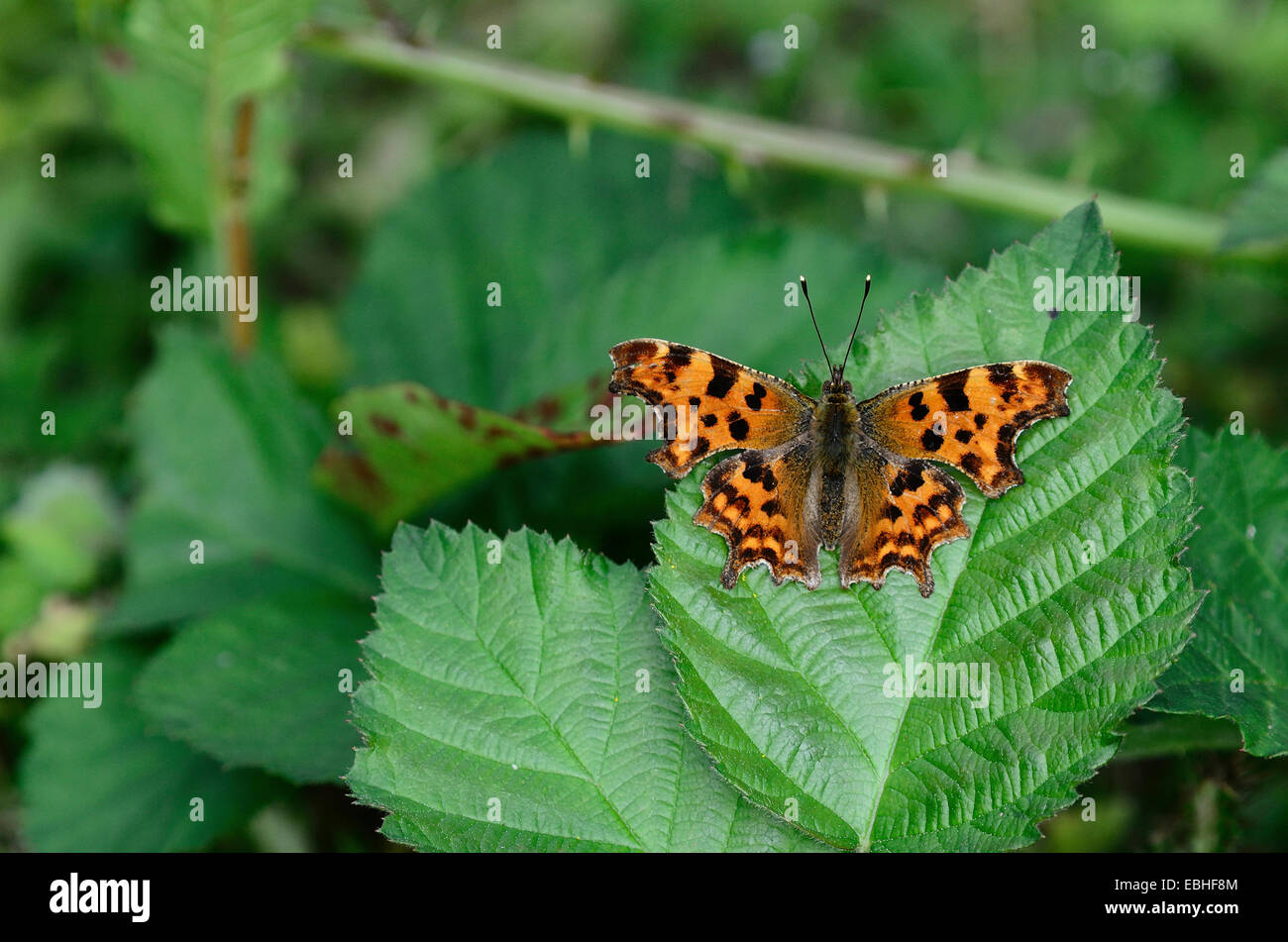 Comma species hi-res stock photography and images - Alamy