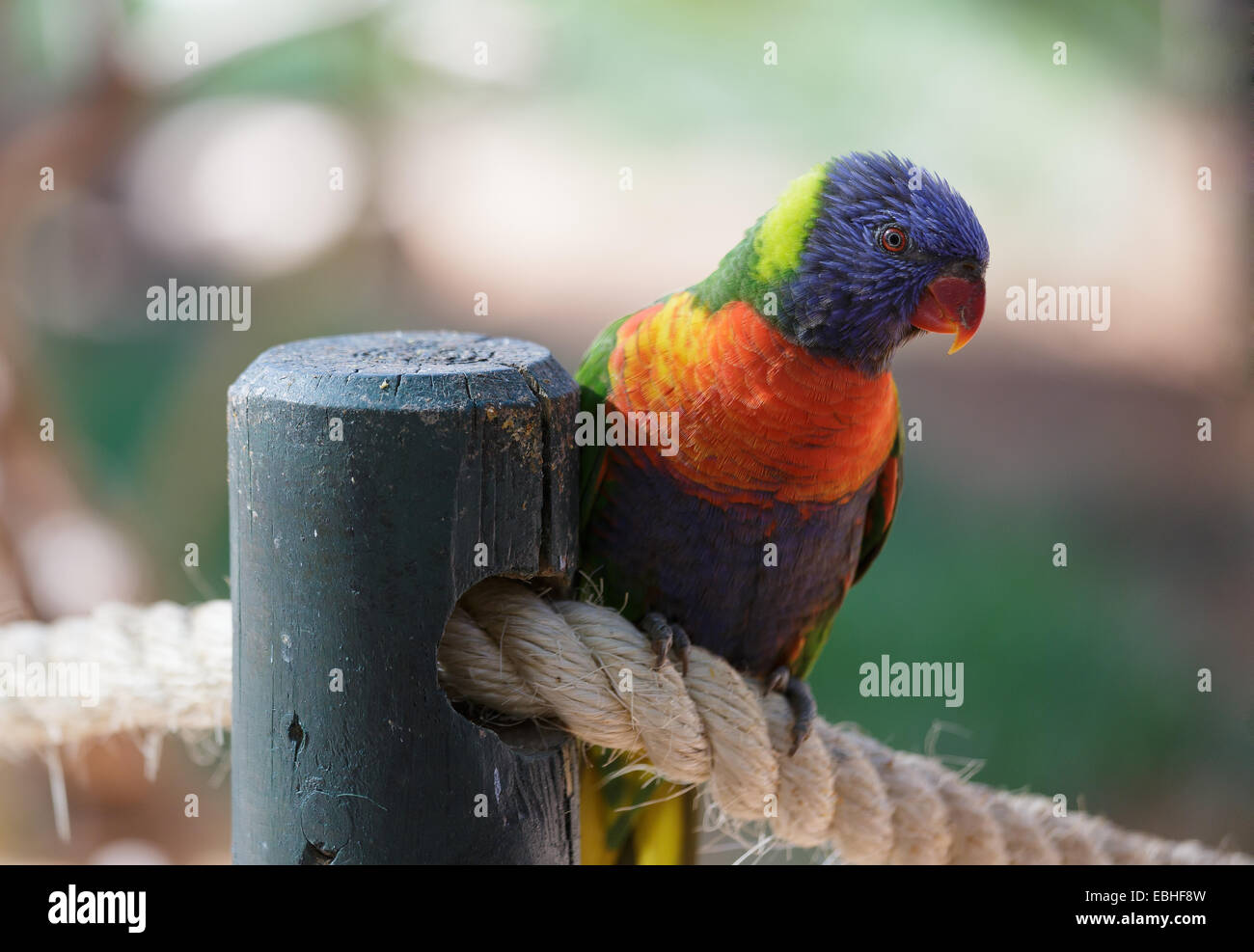 Sitting on the rope hi-res stock photography and images - Alamy