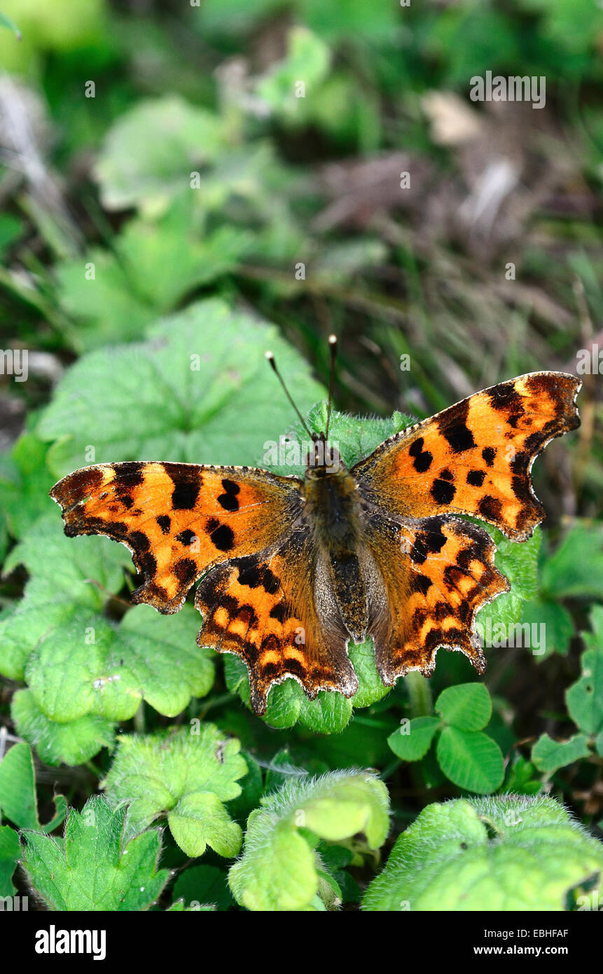 Comma species hi-res stock photography and images - Alamy