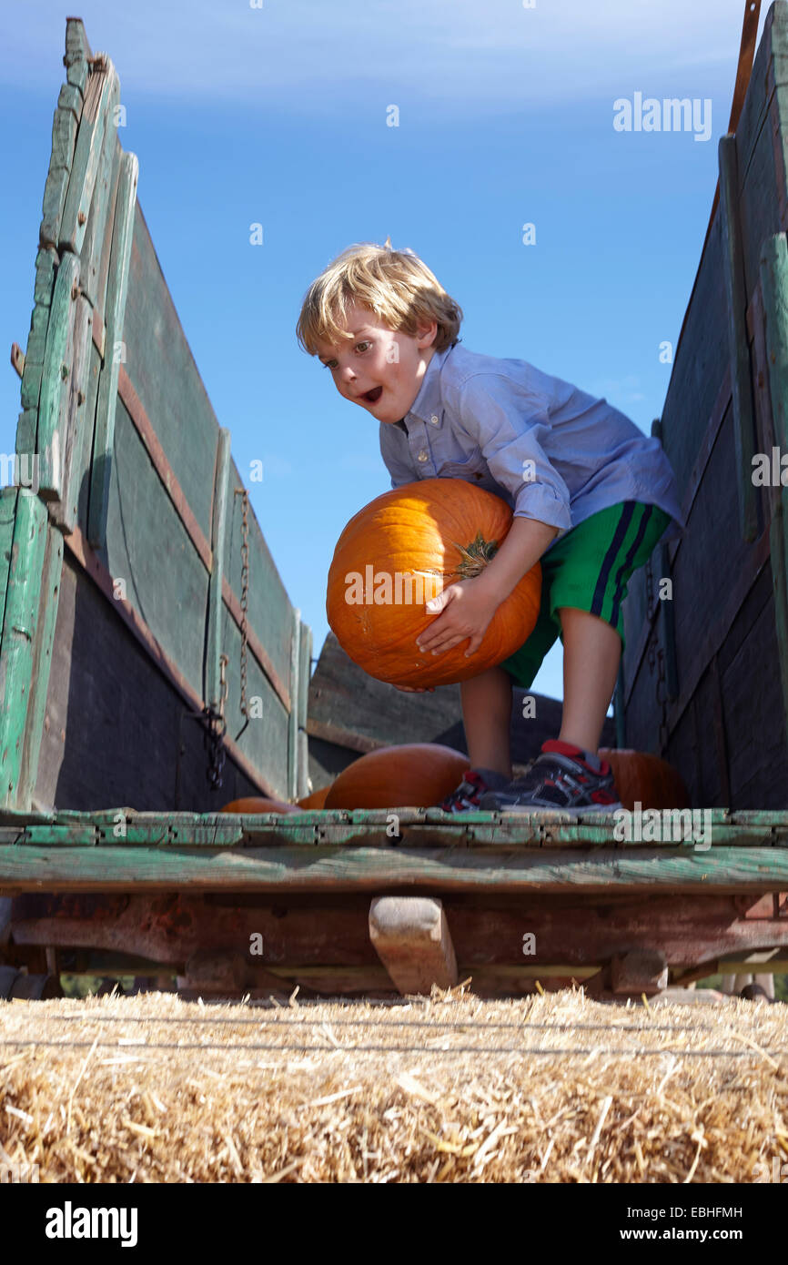 Boy carrying pumpkin on cart Stock Photo - Alamy