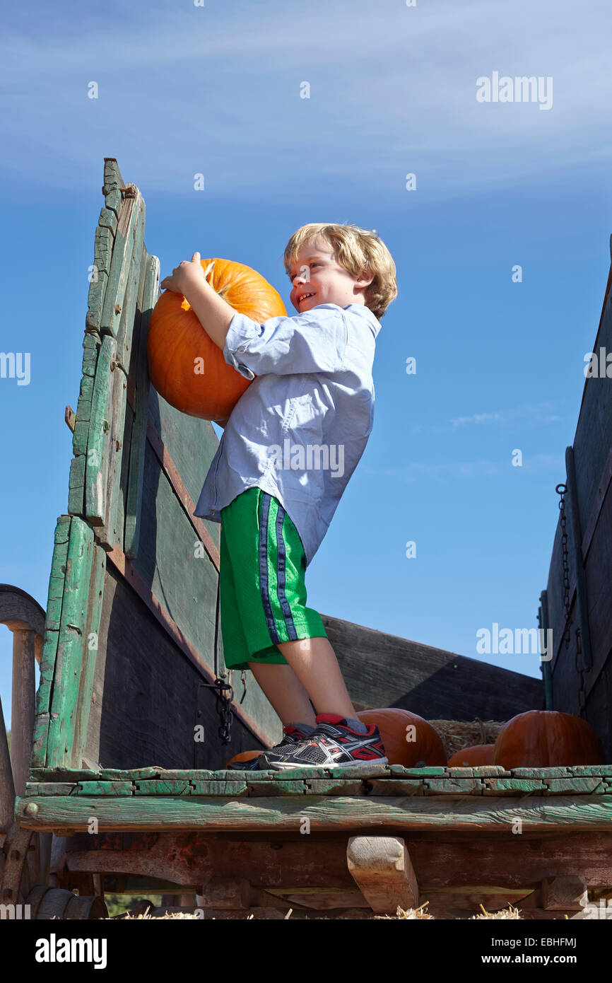 Boy carrying pumpkin on cart Stock Photo - Alamy