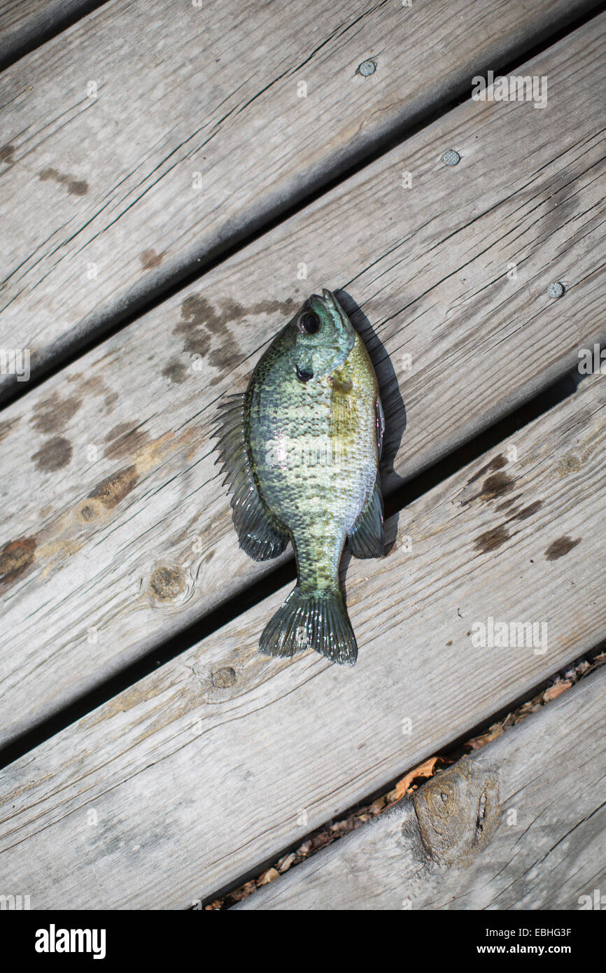 Brim fish on pier, Lake Superior, Gwinn, Michigan, USA Stock Photo - Alamy