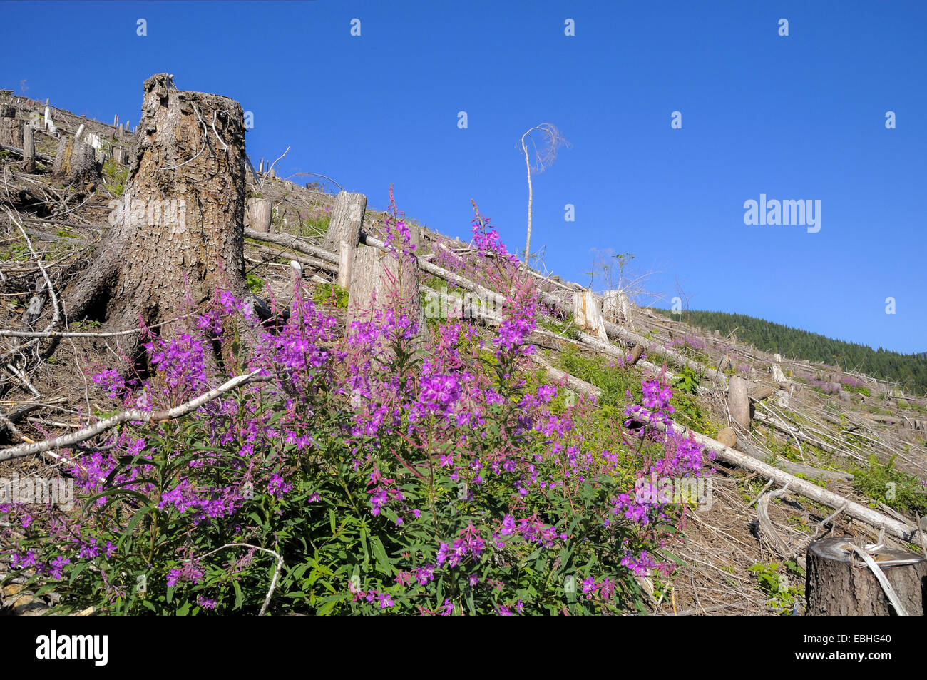 Logged hillside, clearcut, Idaho Peak, Selkirk Mountains, British ...