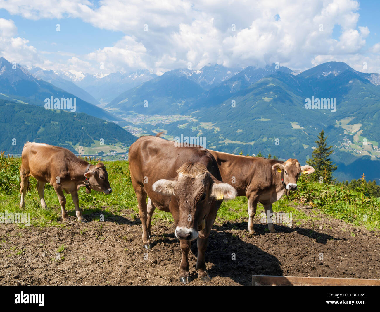 Alpine milk cow hi-res stock photography and images - Alamy