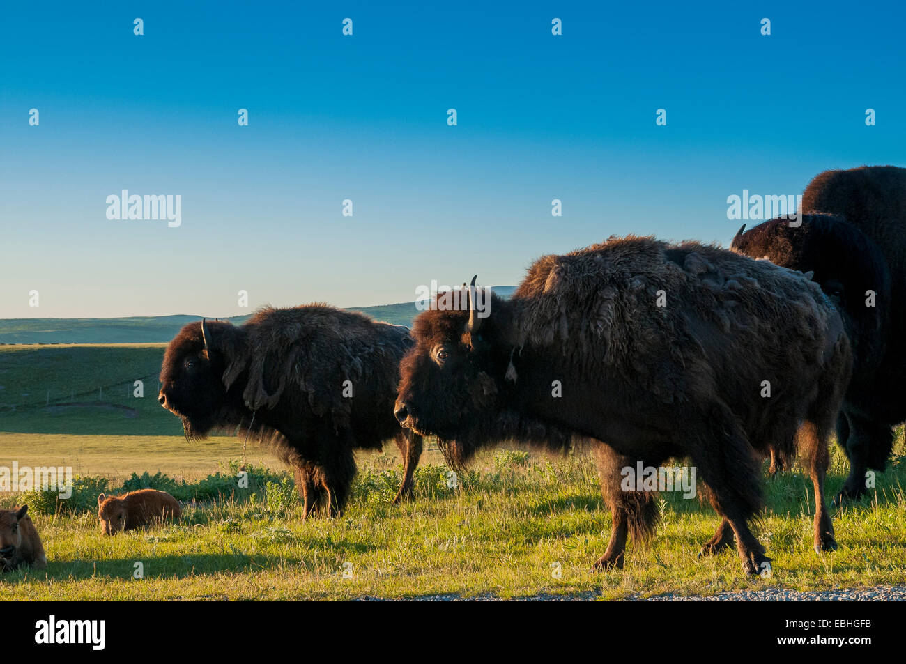 Plains Bison (Bison bison bison) American Buffalo, Bison Paddock ...