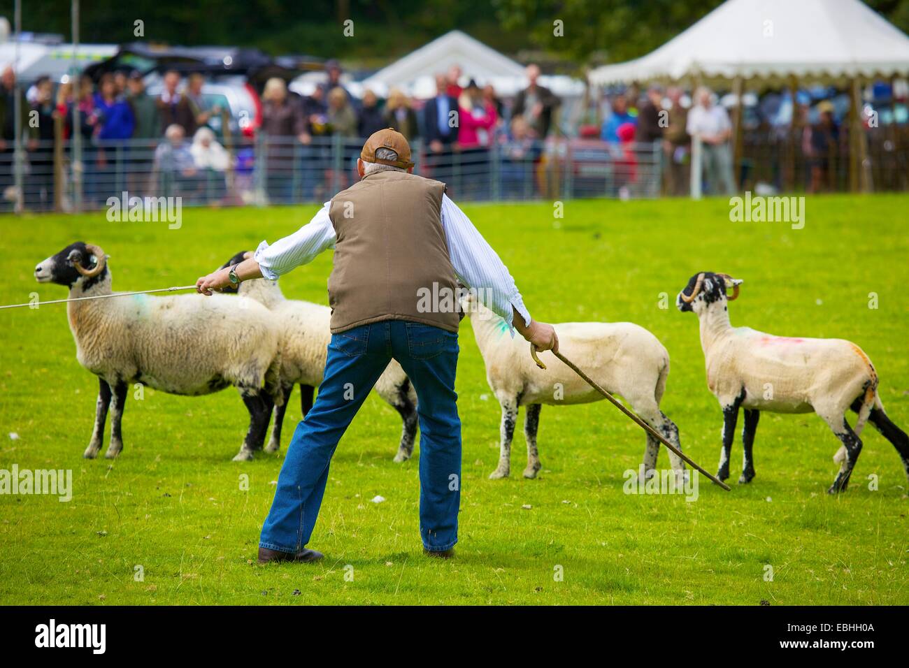 Shepherd Sheep Stock Photos & Shepherd Sheep Stock Images - Alamy