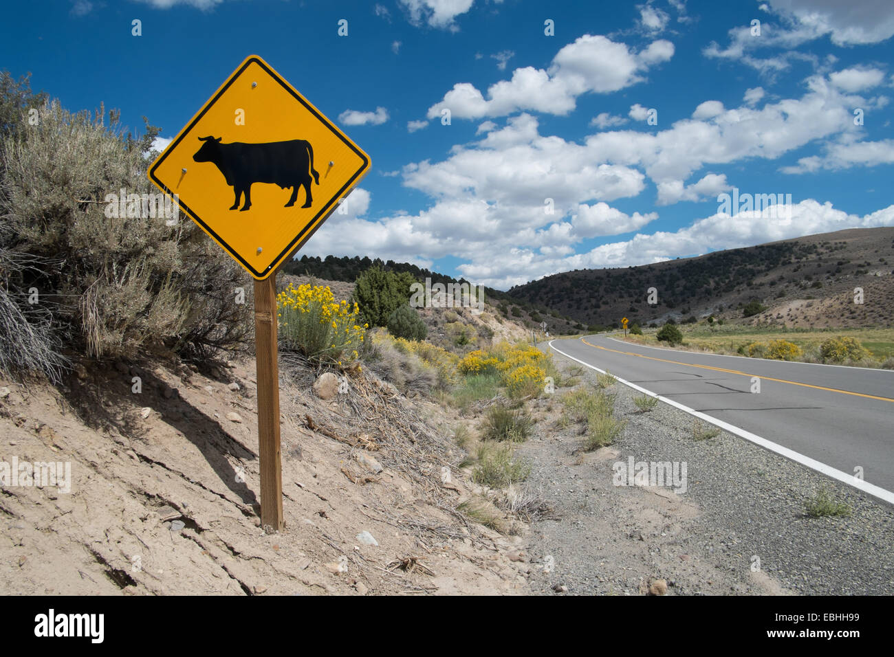 Cow warning sign on highway, Bodie National Park, California, USA Stock ...