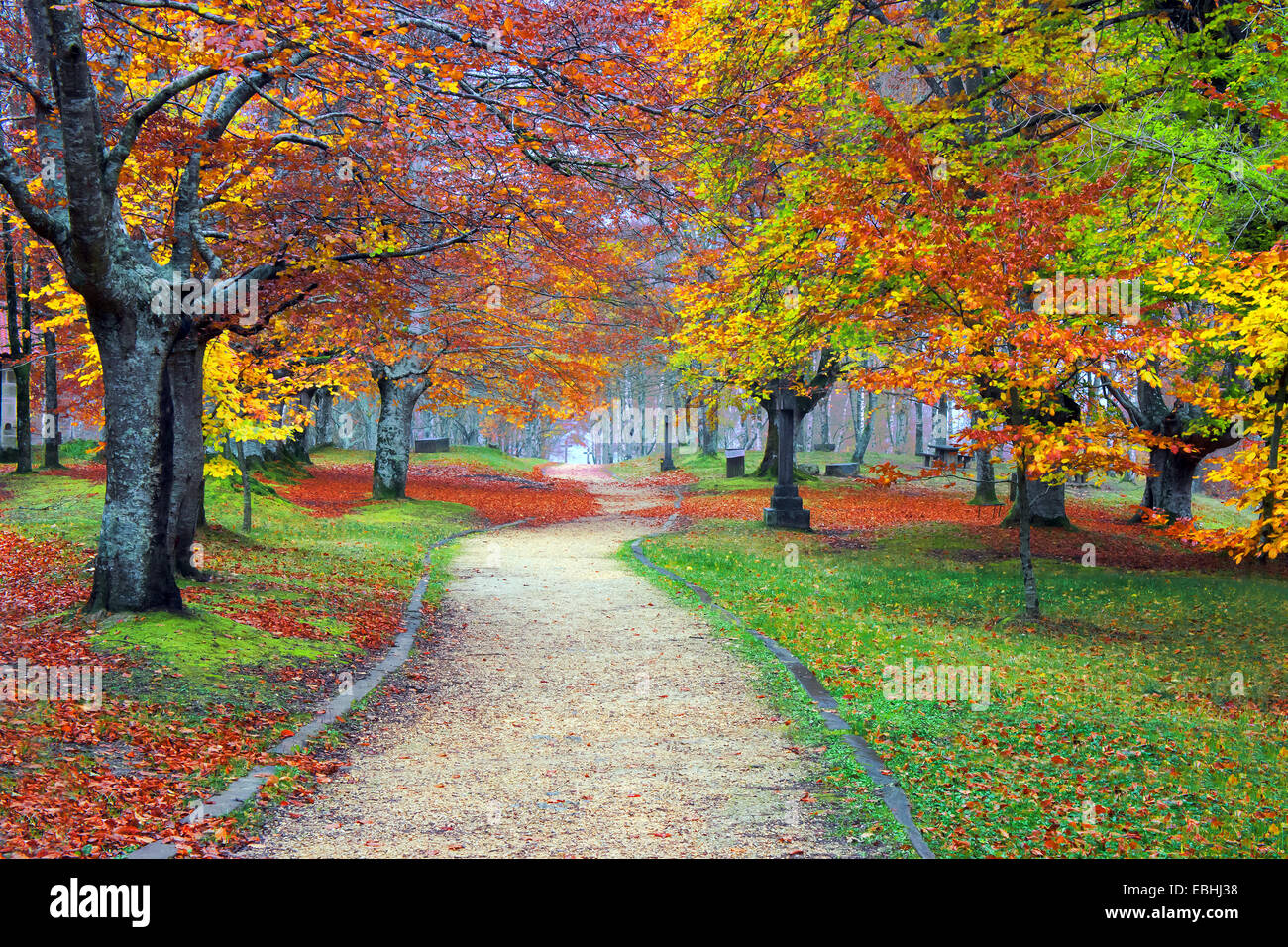 path in autumn forest Stock Photo - Alamy