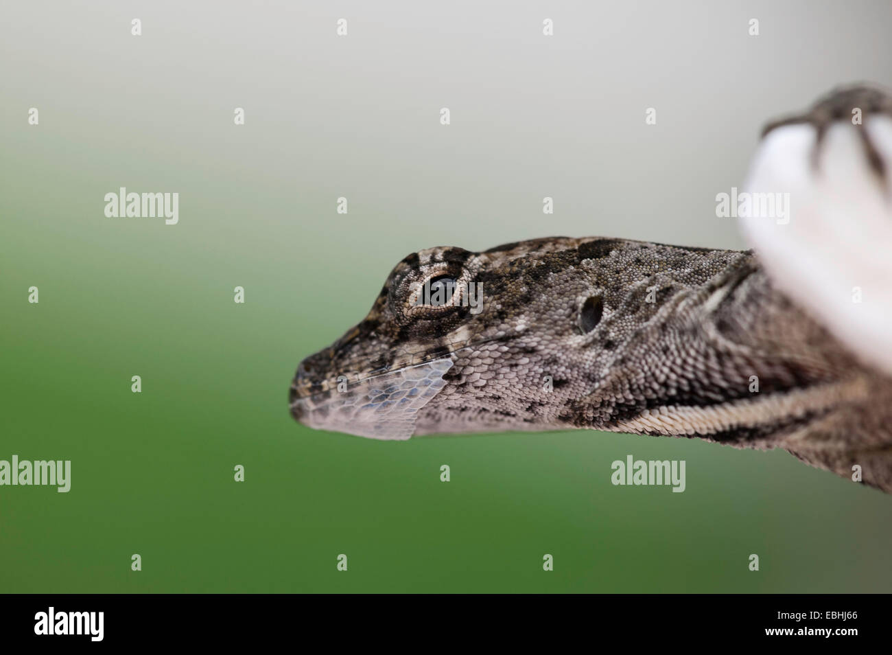 Close-up of a Cuban Brown Anole Lizard head and neck including eye and ...
