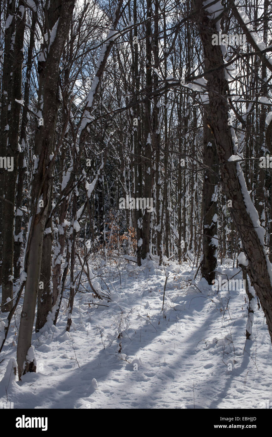 Shadow cast by trees hi-res stock photography and images - Alamy