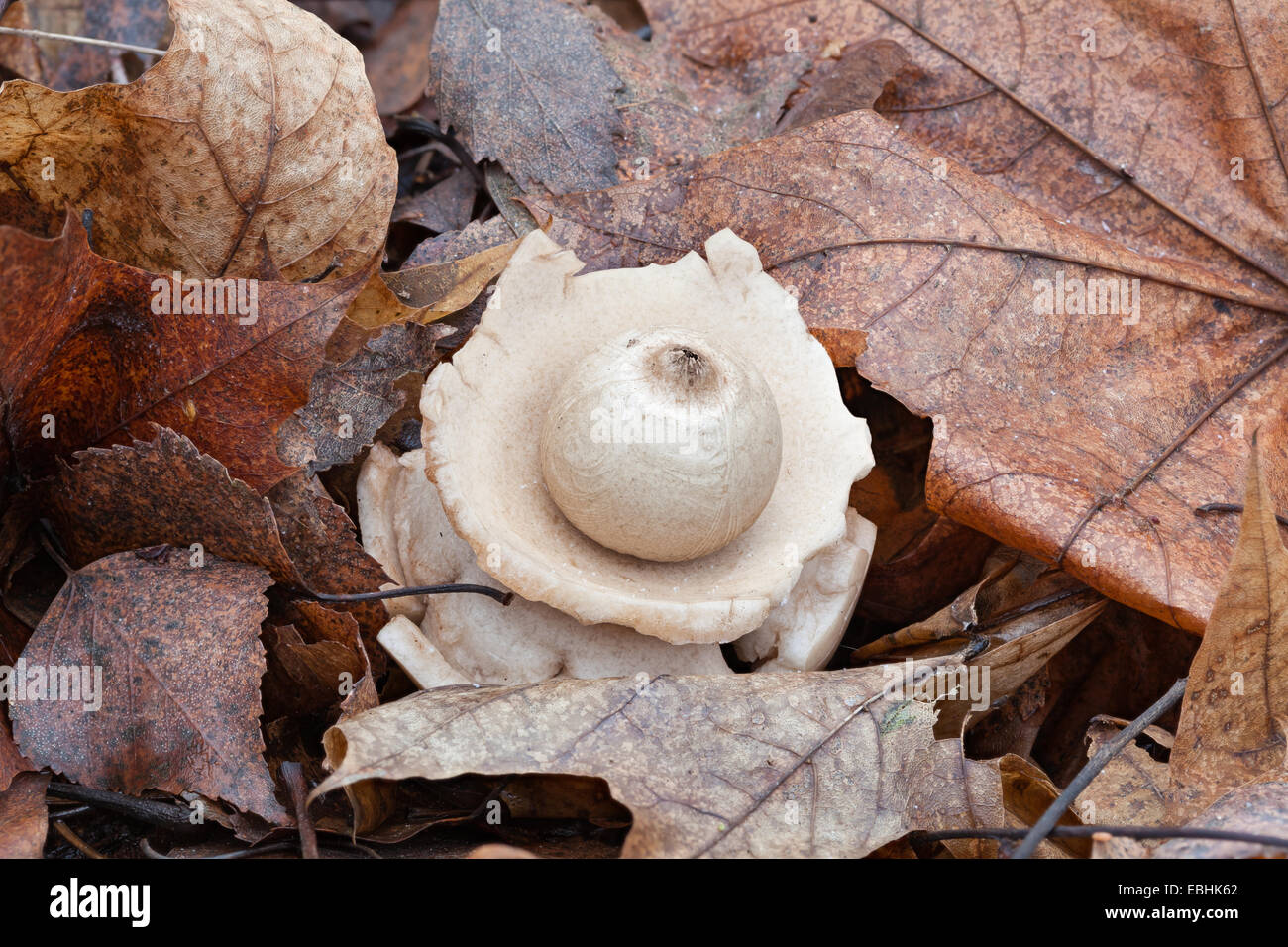 Collared earthstar hi-res stock photography and images - Alamy