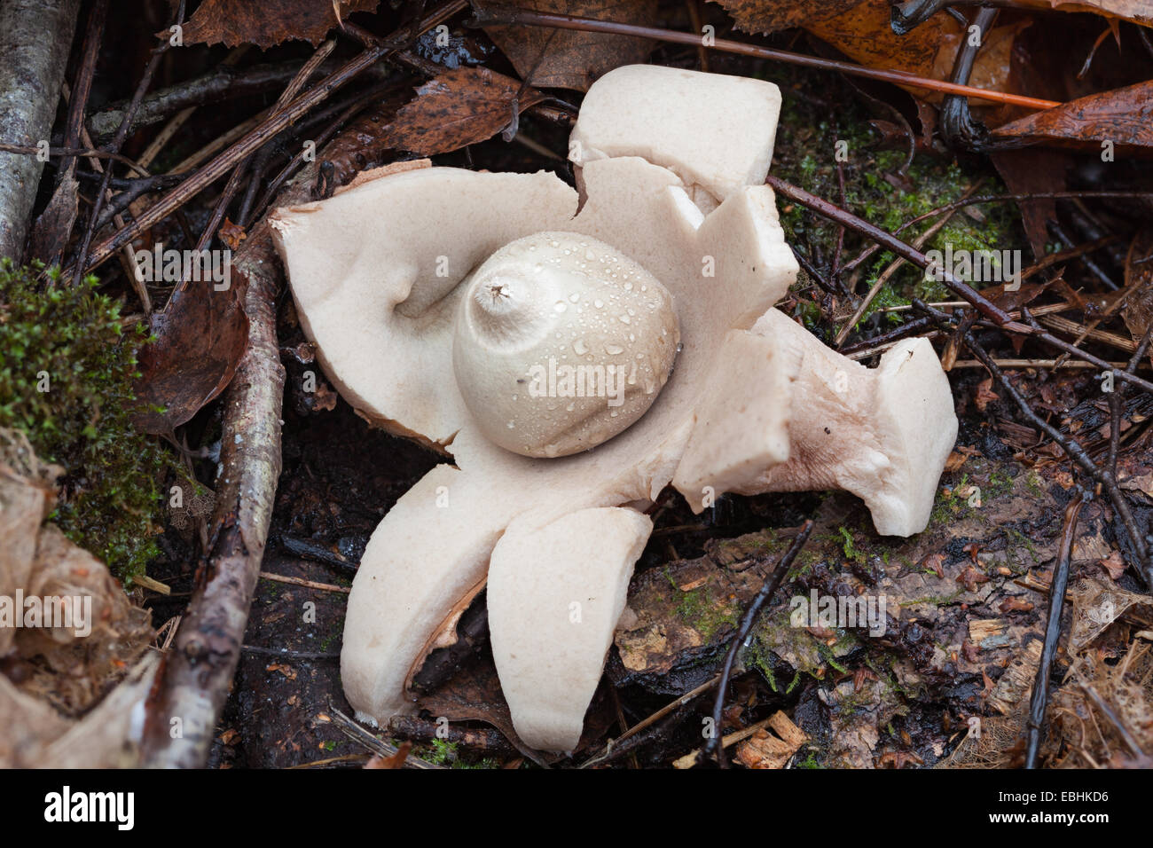 Collared earthstar mushrooms hi-res stock photography and images - Alamy