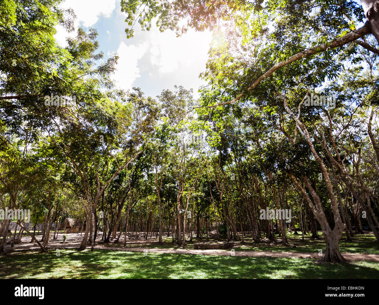 Forest with green trees during summer in Mexico Stock Photo - Alamy
