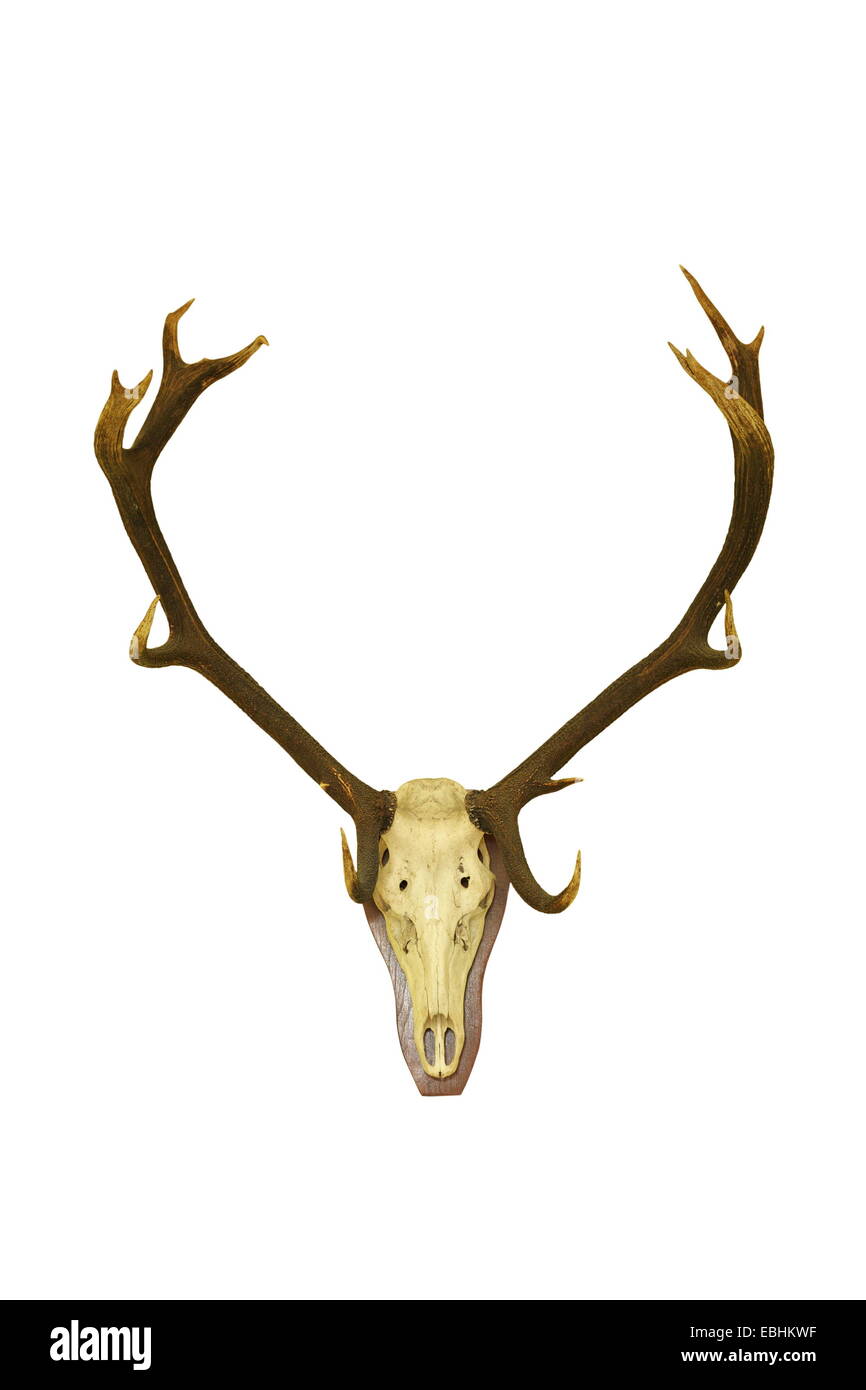 big red deer buck hunting trophy isolated over white background, animal ...