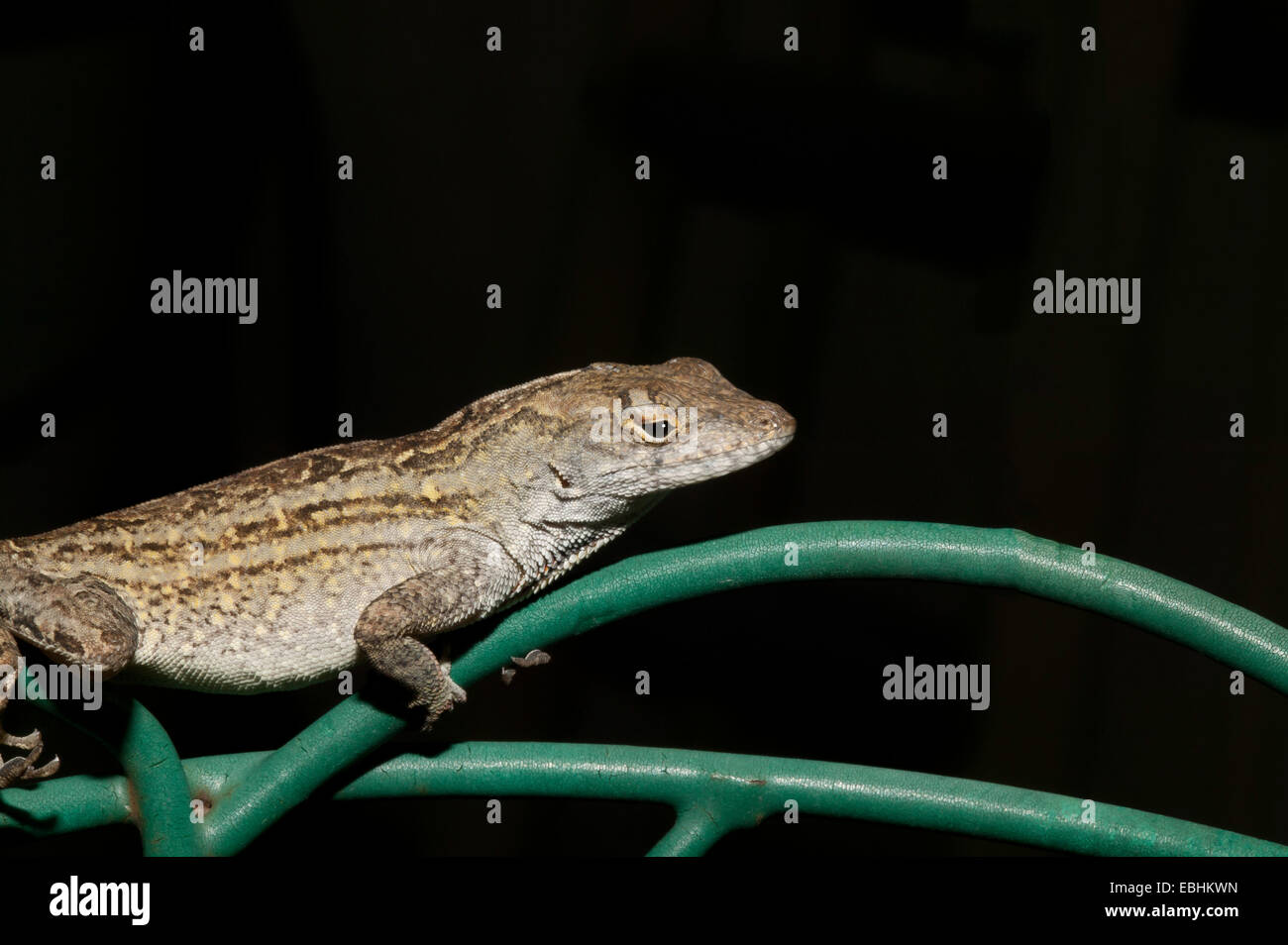 Side view of invasive Brown Anole Lizard head and torso with catch ...