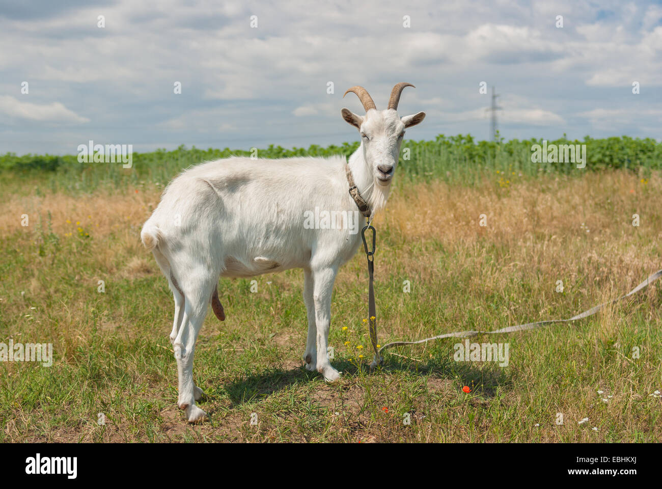 White milk goat hi-res stock photography and images - Alamy