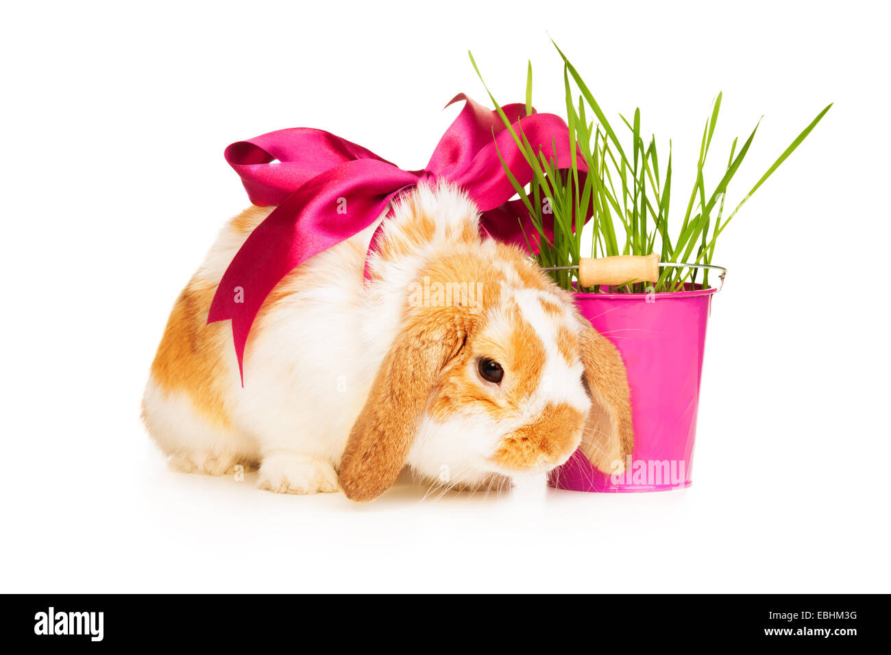 Cute rabbit with red silk bow on white background Stock Photo - Alamy