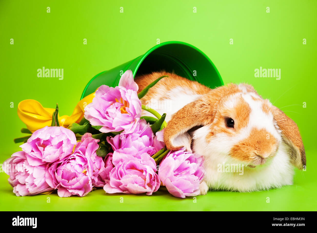Cute rabbit with flowers on green background Stock Photo - Alamy