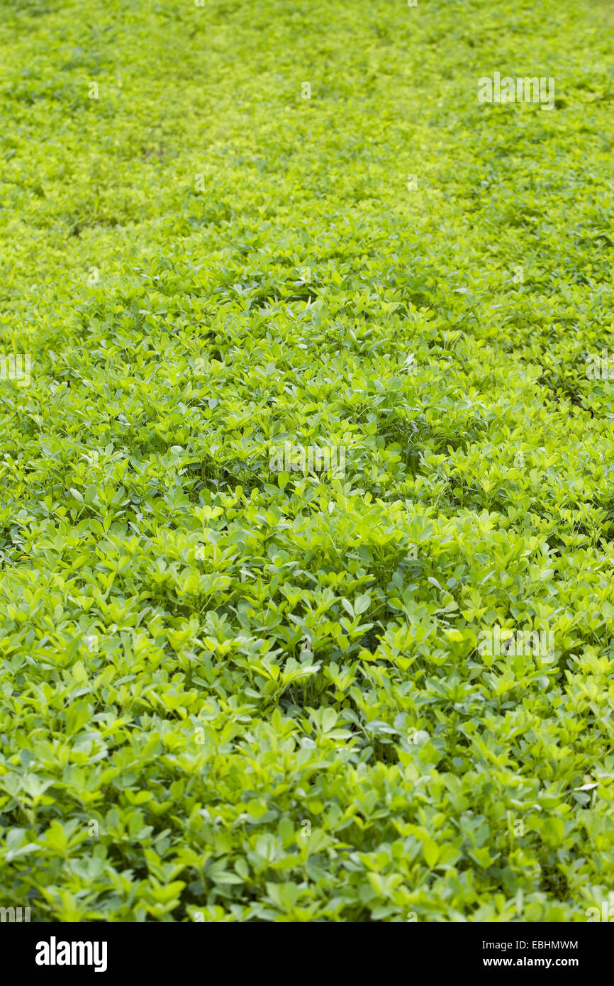 Medicago sativa. Alfalfa grown as a green manure Stock Photo - Alamy Medicago sativa. Alfalfa grown as a green manure Stock Photo - Alamy