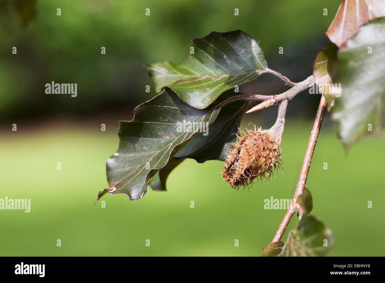Fagus sylvatica 'Riversii'. Beech mast on the tree Stock Photo - Alamy