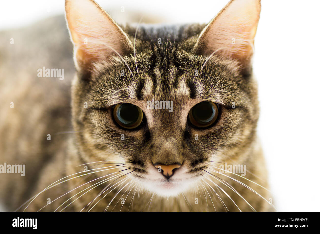 Cat sitting and looking at camera on a white backhround Stock Photo - Alamy