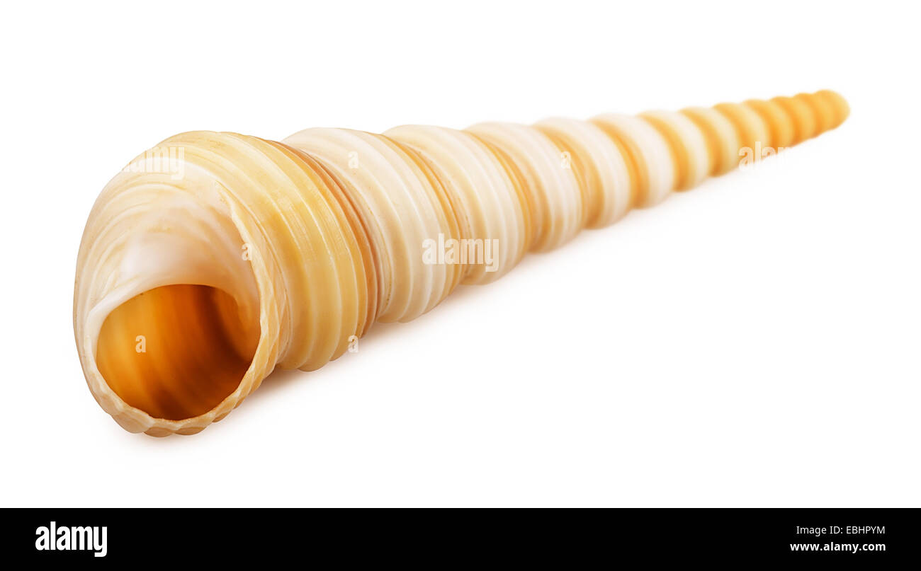 Long shell on a white background Stock Photo - Alamy